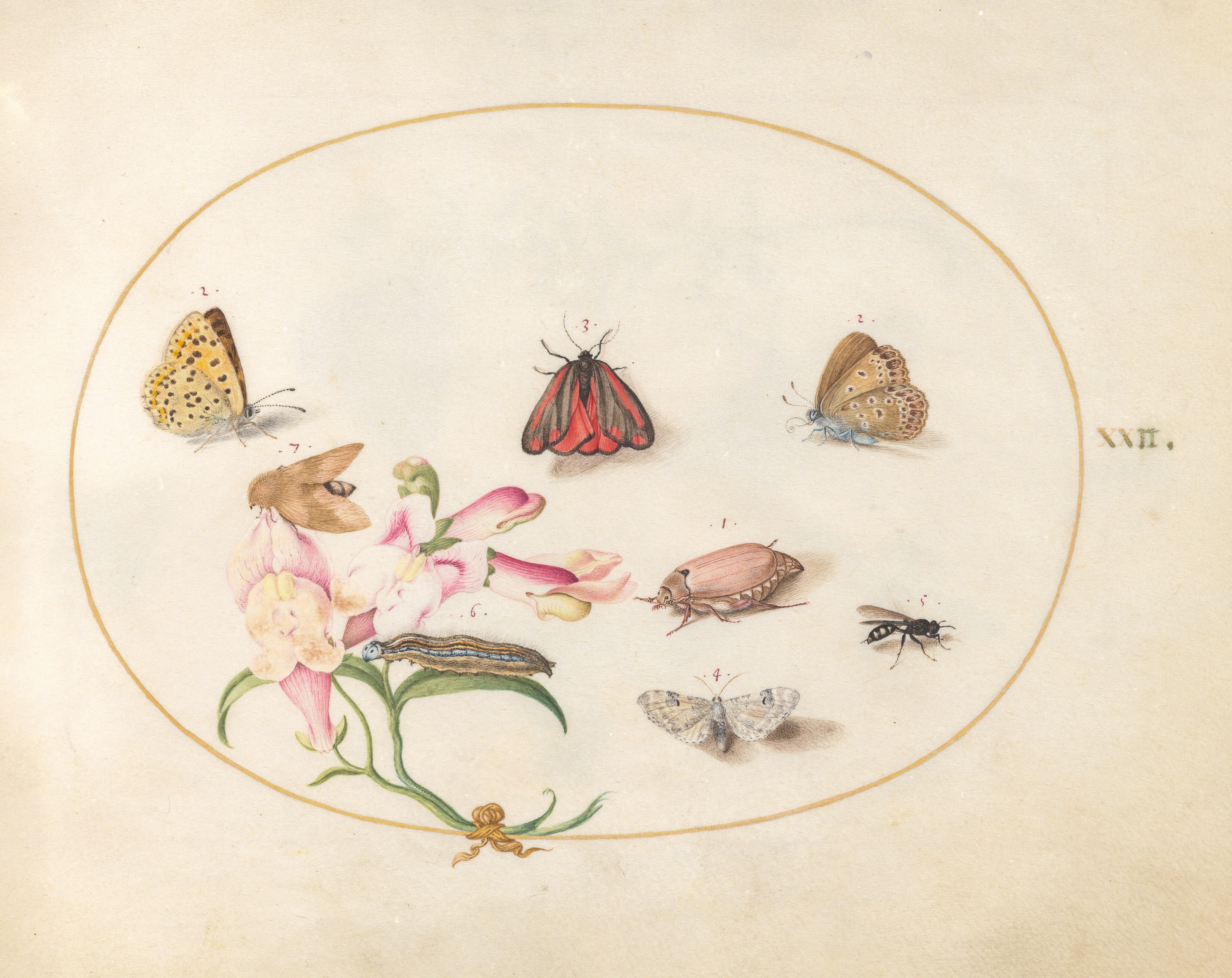 Esther Inglis and “Little Beasts” – Esther Inglis (c1570-1624 ...
